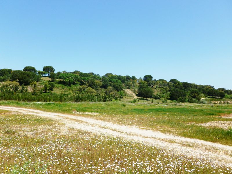 Herdade CORUCHE - santarem, coruche, coruche